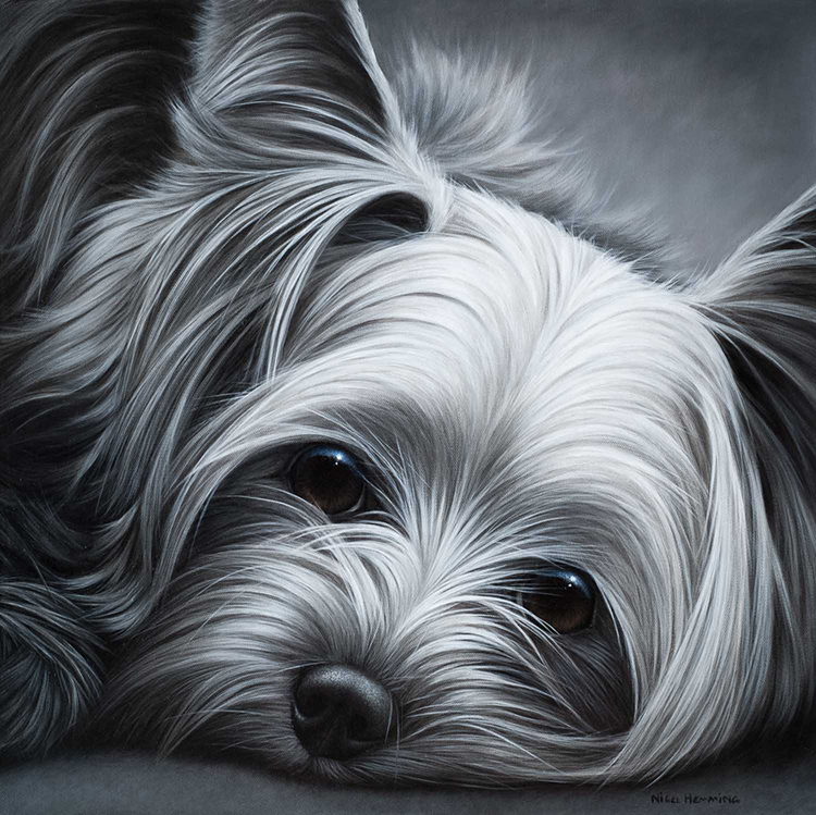 Dog Show Archives - The Red Dot Gallery