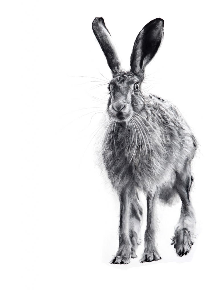 Curious Hare The Red Dot Gallery