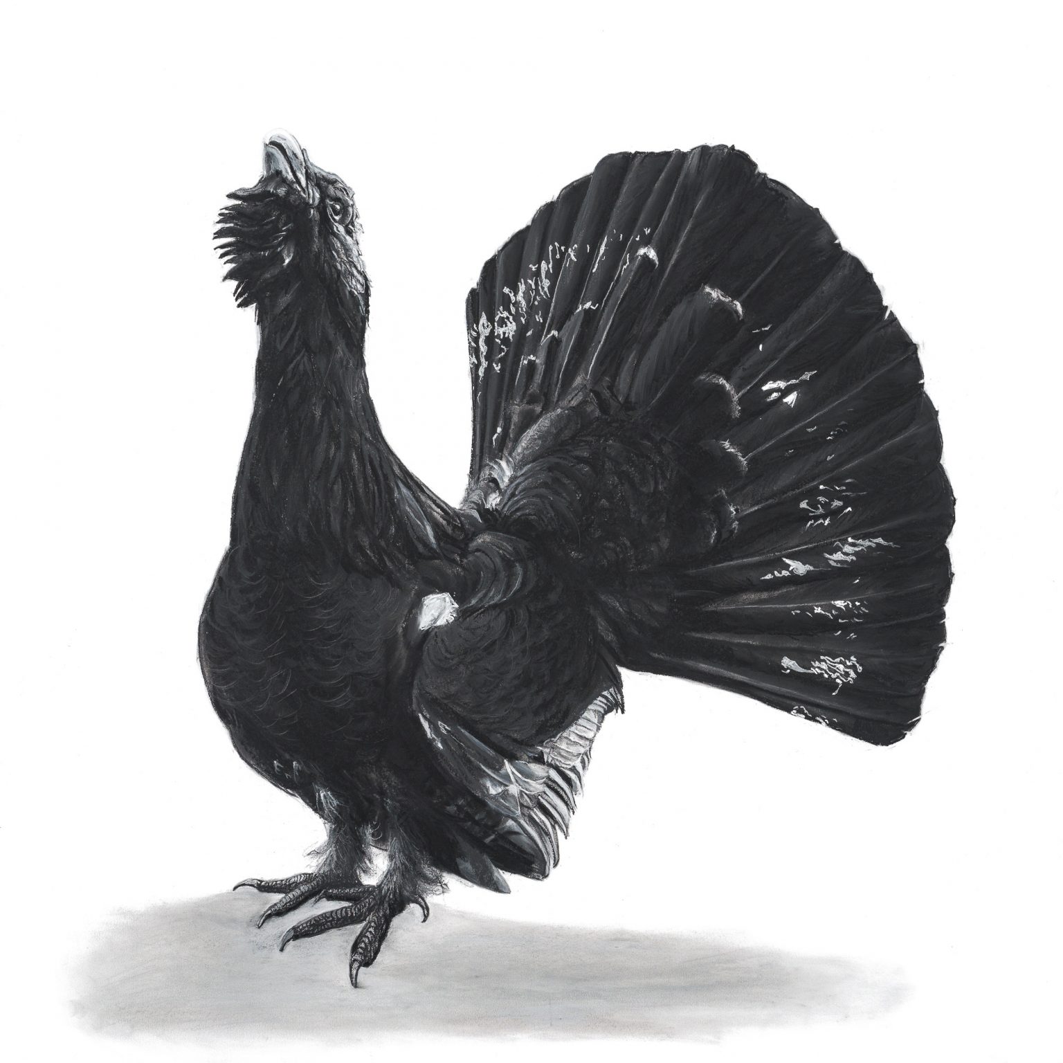 THE LAIRD - The Red Dot Gallery