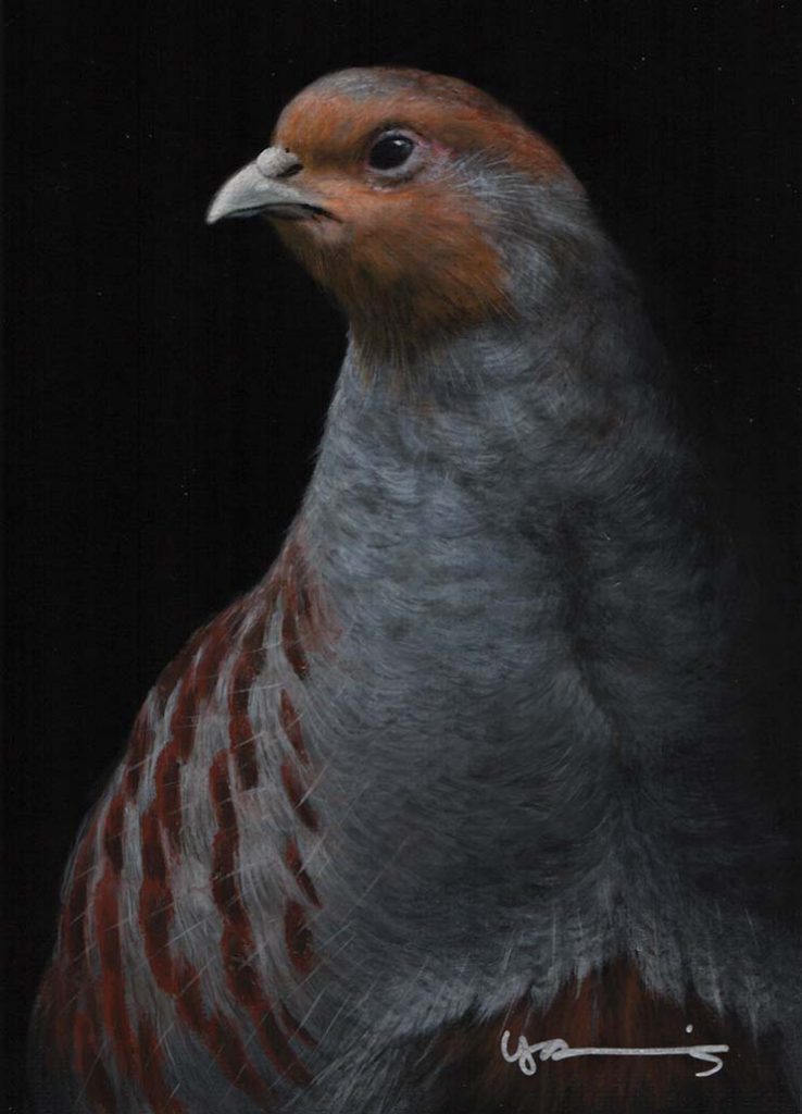 GREY PARTRIDGE - The Red Dot Gallery